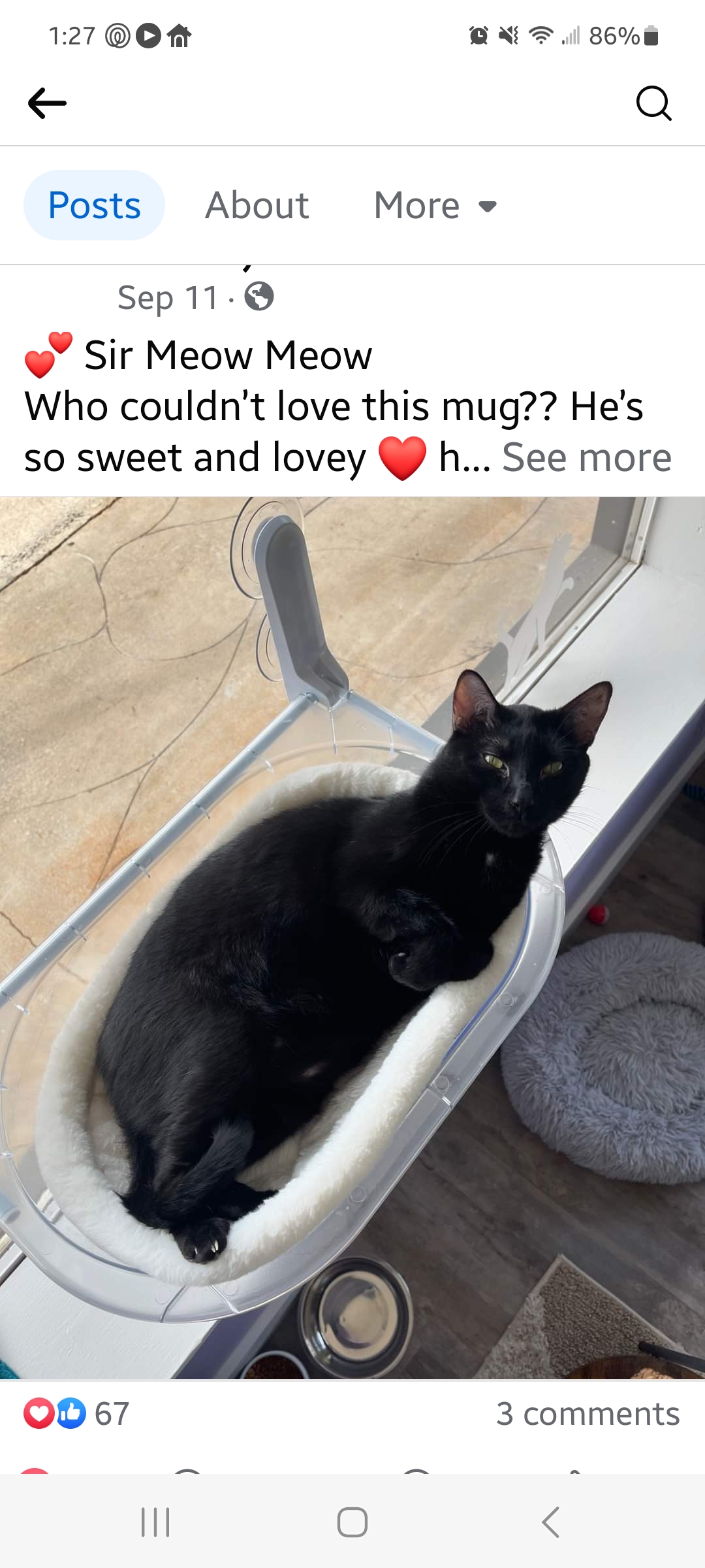 Sir Meow Meow
