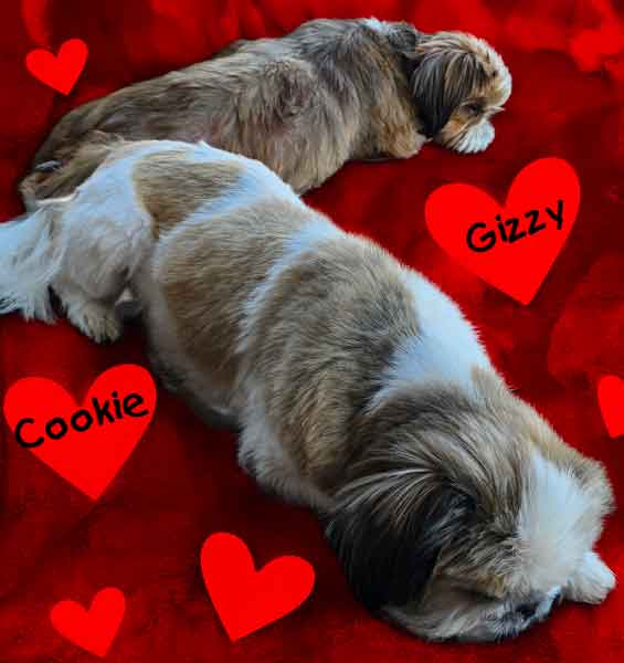 Gizzy & Cookie (Bonded Pair)